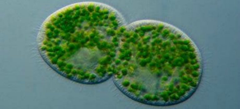 The Complete Guide to Chlorella Supplements