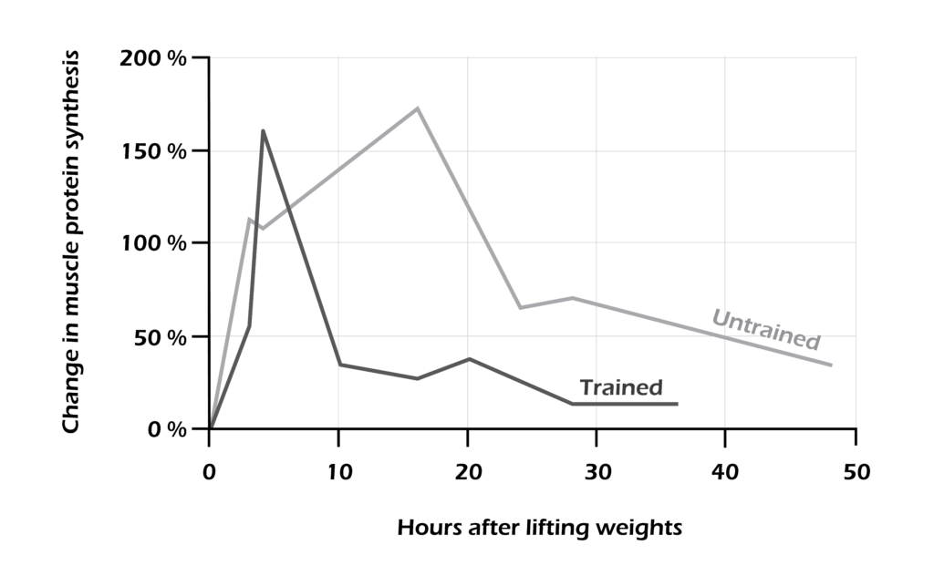 Resting time and newbie gains questions, muscle protein synthesis. : r ...