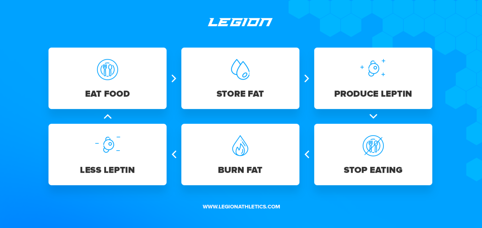 Everything You Need to Know About Leptin and Weight Loss