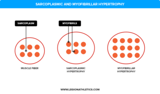 What Is Muscle Hypertrophy & How Does it Work? | Legion