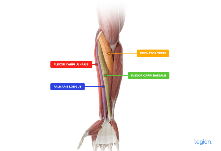 How to Work Forearms: The Best Forearm Workouts | Legion