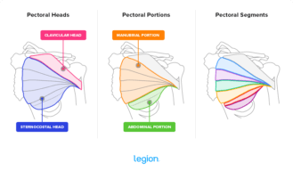 The Best Lower Chest Workout for Well-Defined Pecs - ThaiMedFood