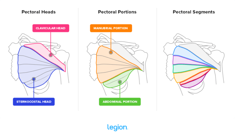 The Best Lower Chest Workout for Well-Defined Pecs | Legion