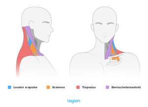Neck Exercises: The Best 5 Neck Strengthening Exercises for Width and ...