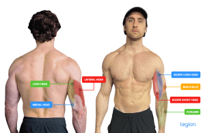 Main Muscle Groups: Exercises for Each Muscle Group | Legion