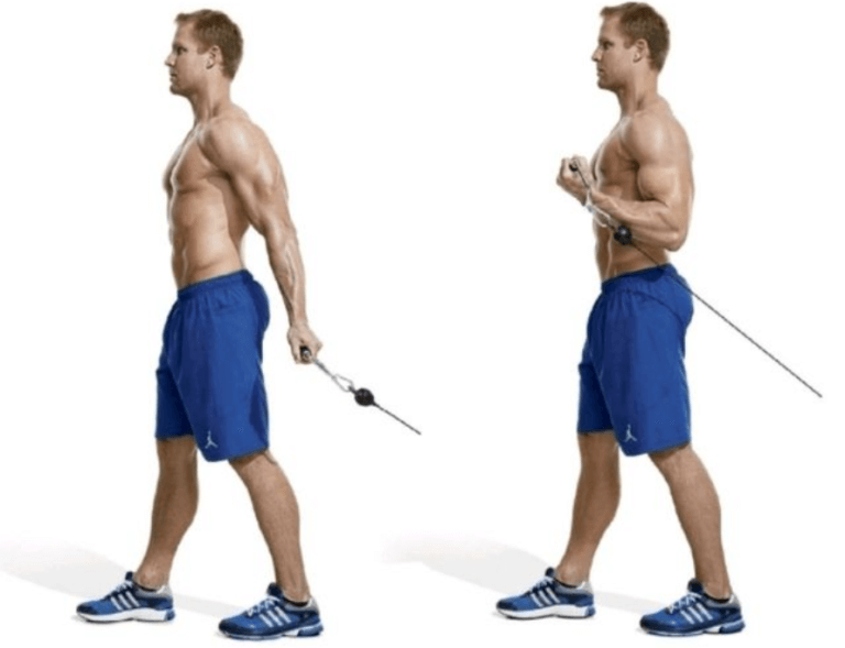 The 8 Best Long Head Bicep Exercises for Bulging Peaks