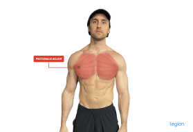 Main Muscle Groups: Exercises for Each Muscle Group | Legion