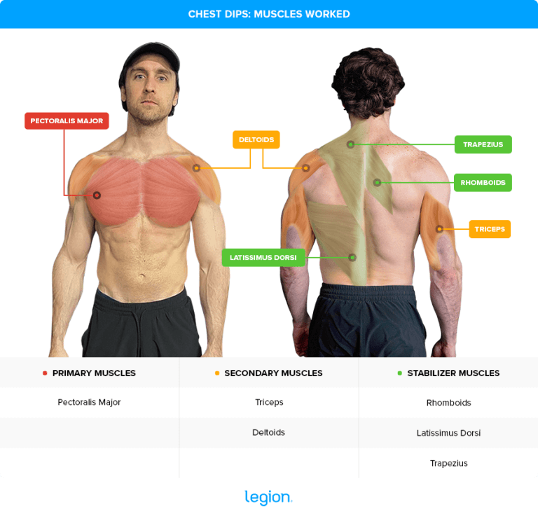 Dips: Muscles Worked by Common Dip Variations | Legion