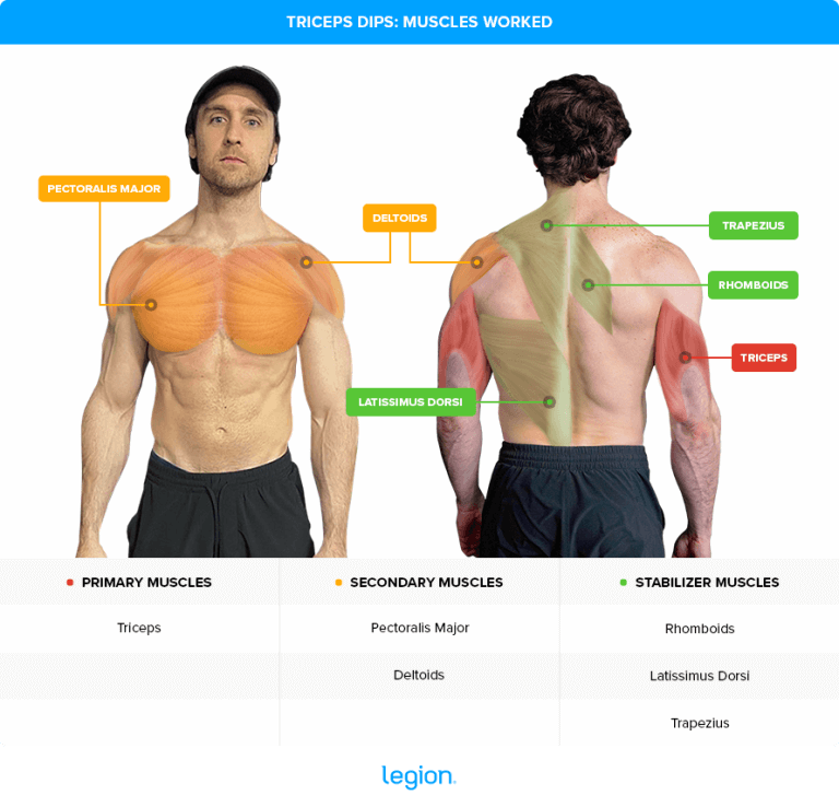 Dips: Muscles Worked by Common Dip Variations | Legion