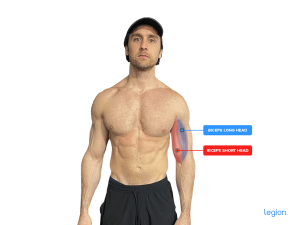 The Best Bicep Exercises: Bicep Workouts for Mass | Legion