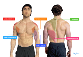 What Muscles Does Bench Press Work Out? Expert Guide | Legion