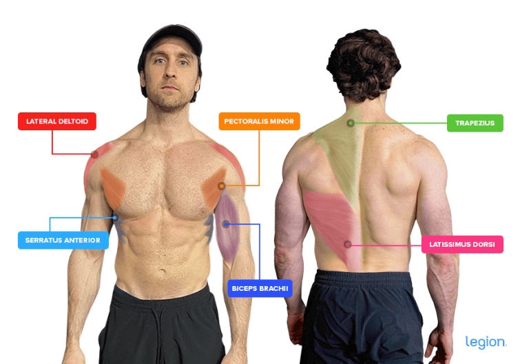 What Muscles Does Bench Press Work Out? Expert Guide | Legion