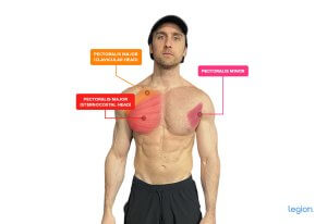 Chest Workout Program for Mass: 7 Best Pec Exercises | Legion